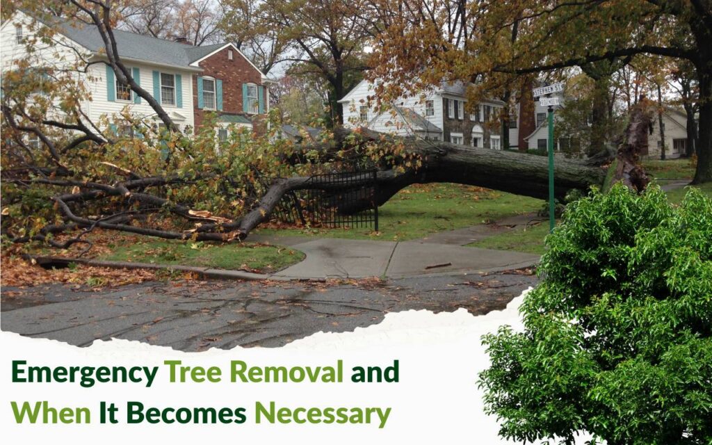 Emergency Tree Removal for Kansas City Homes