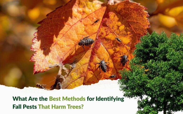 Identifying Fall Pests That Harm Trees: Quick Guide