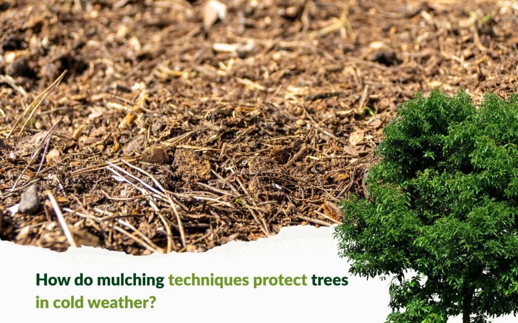 Mulching Techniques to Protect Trees in Cold Weather