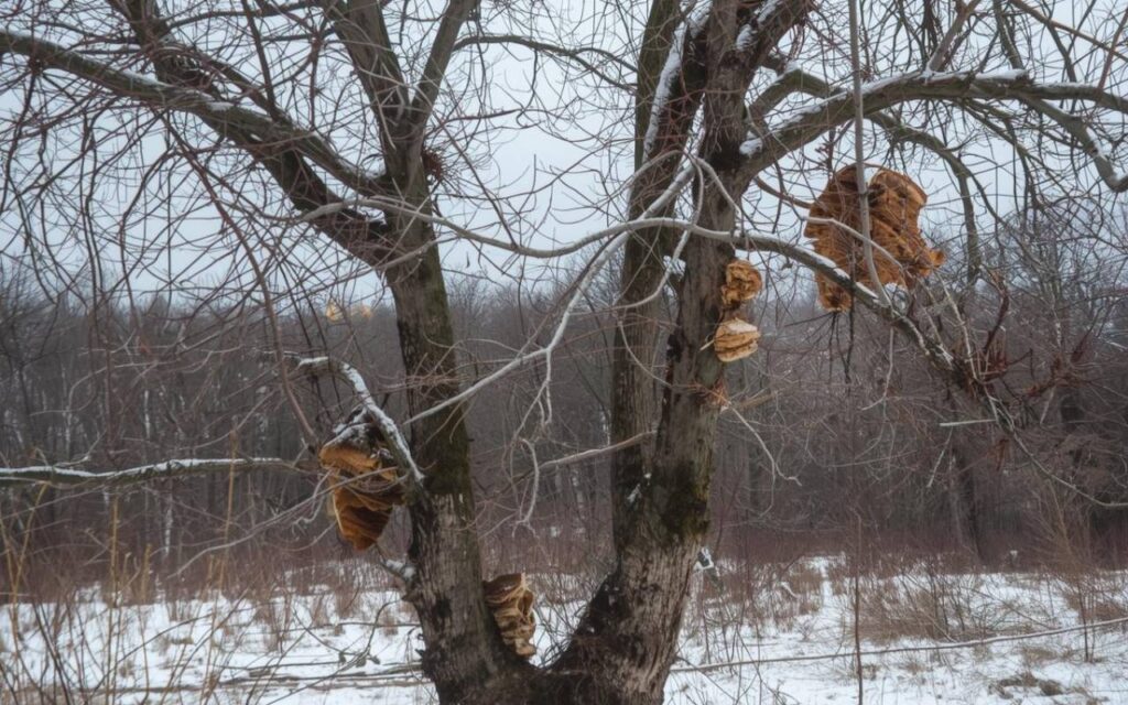 Tree Disease Warning Signs Before Winter | Expert Guide
