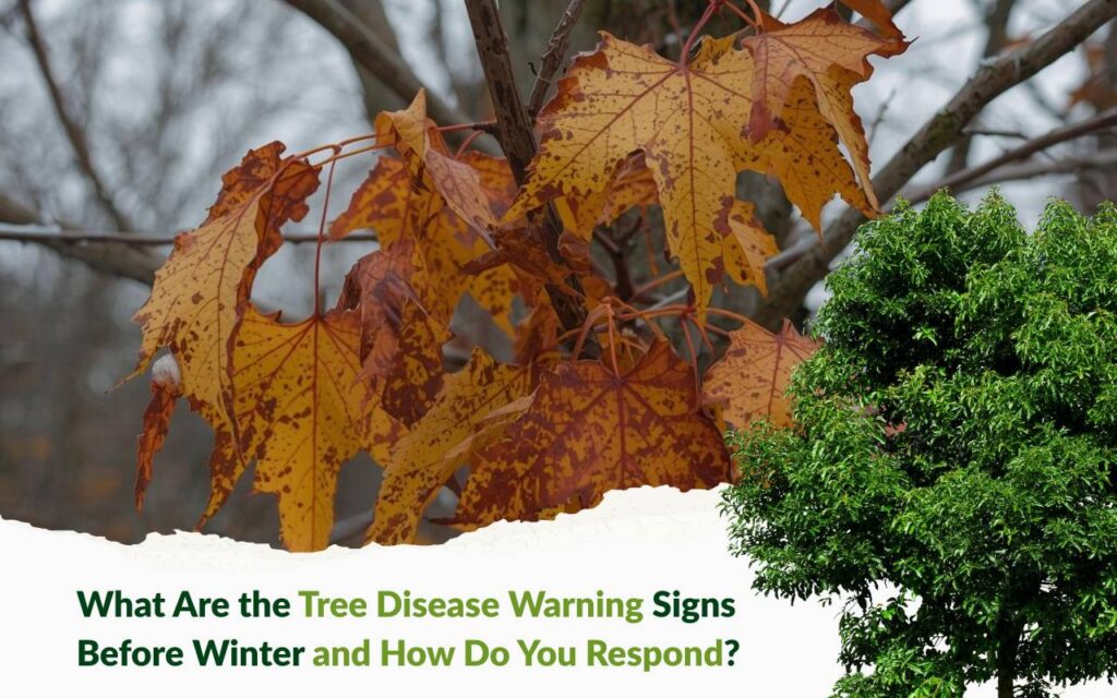 Tree Disease Warning Signs Before Winter | Expert Guide