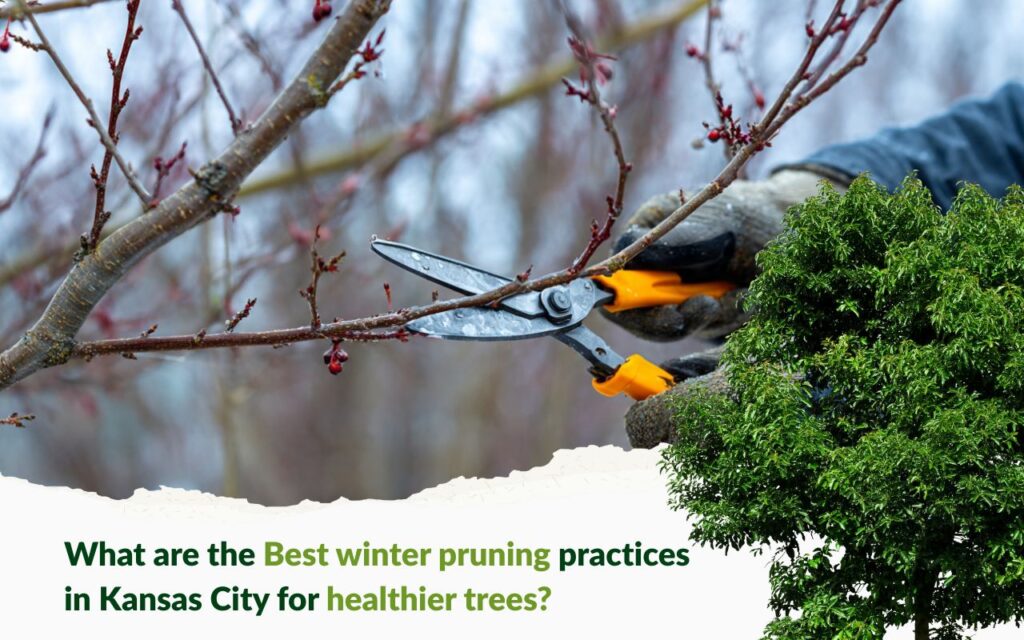 Best winter pruning practices in Kansas City | Expert Guide