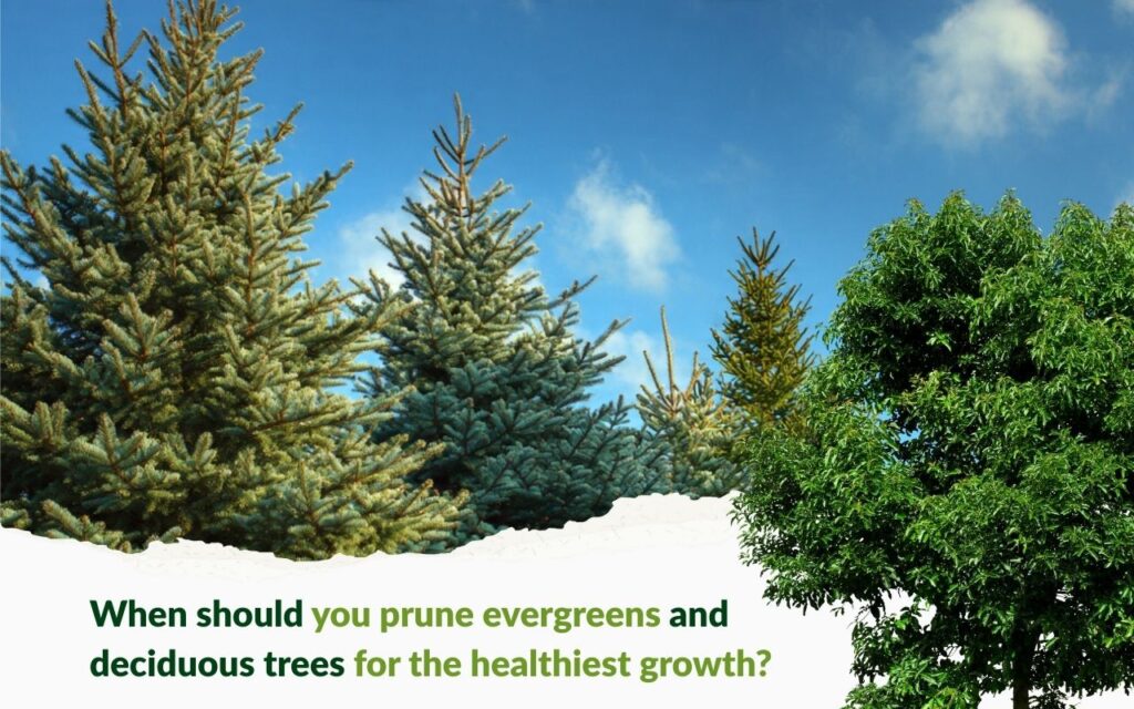 When to Prune Evergreens vs. Deciduous Trees Guide