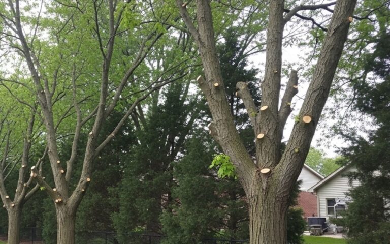 Independence property-line trees: homeowner rules